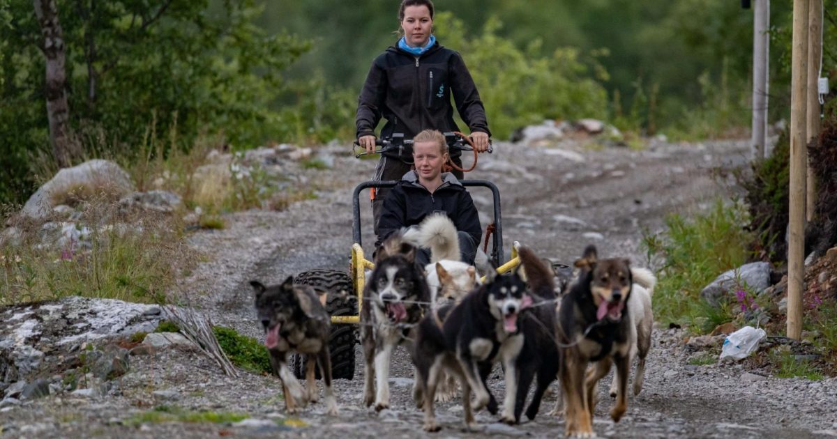 Husky Wagon | Norwegian Travel