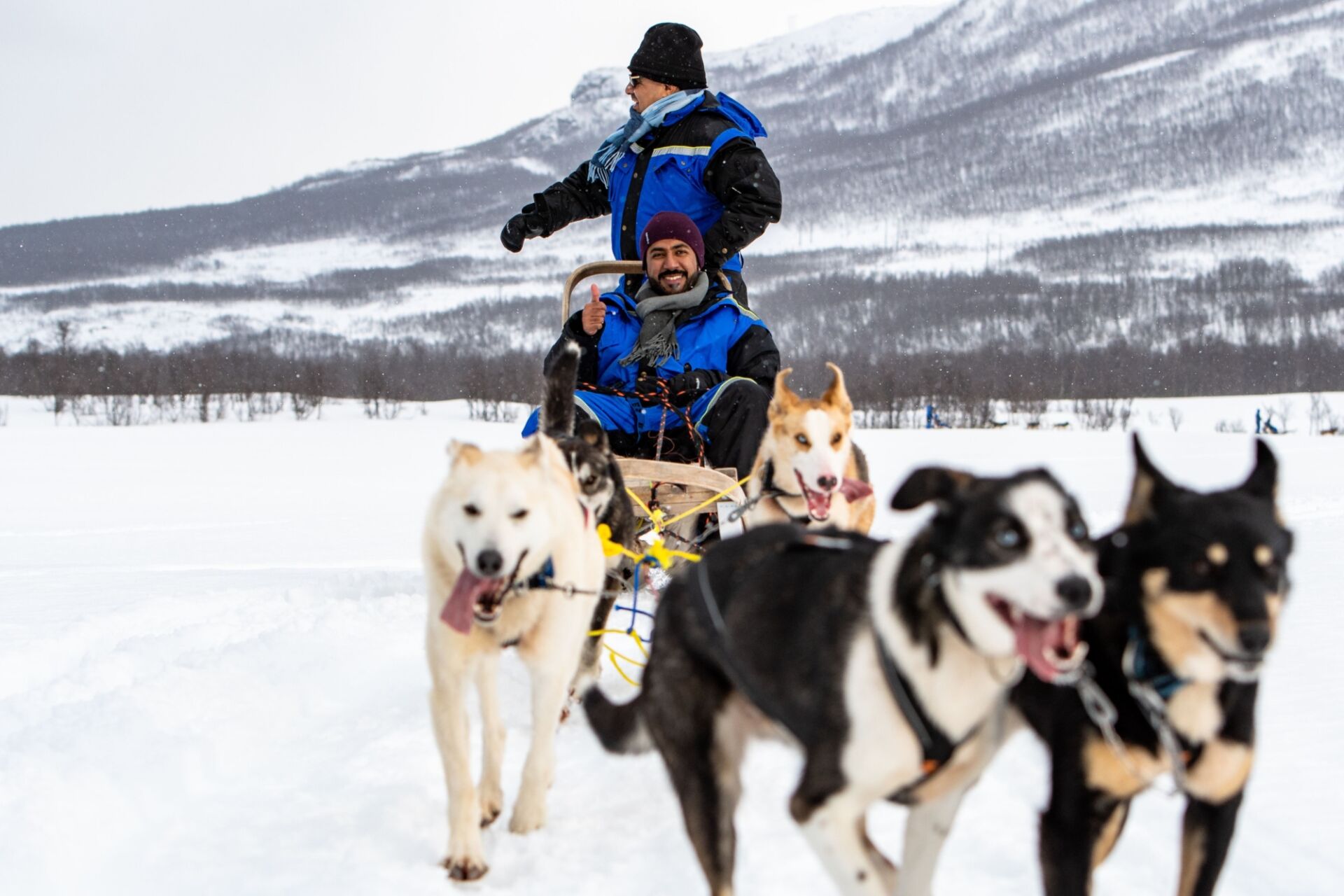 Fun & Easy Dog Sledding Adventure - Noon Tour | Norwegian Travel