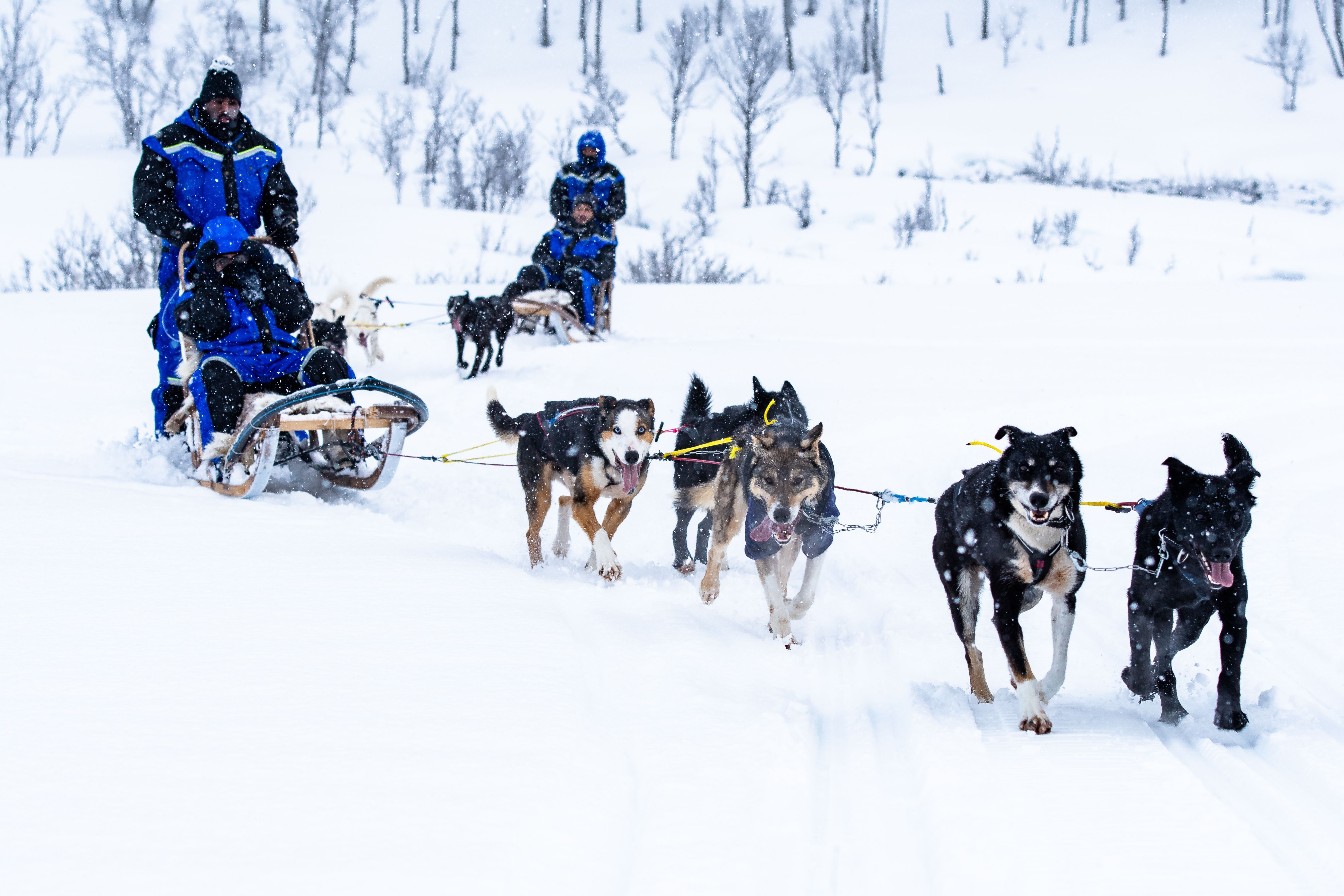 Sled Dog Activities At Margaret Cass Blog Sled Dog Activities At Margaret Cass Blog