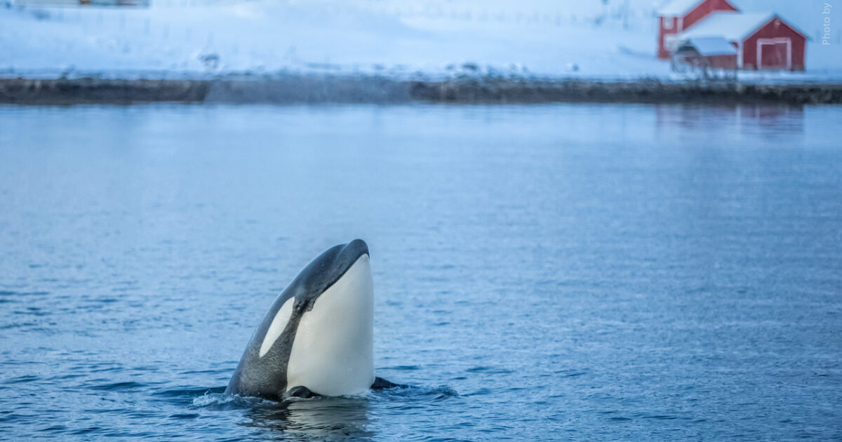 Arctic Whale Watching Tours in Norway | Norwegian Travel