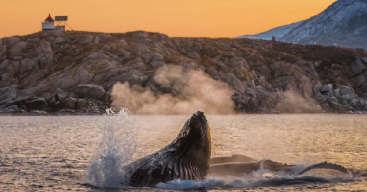 Whale Watching in Norway | Norwegian Travel