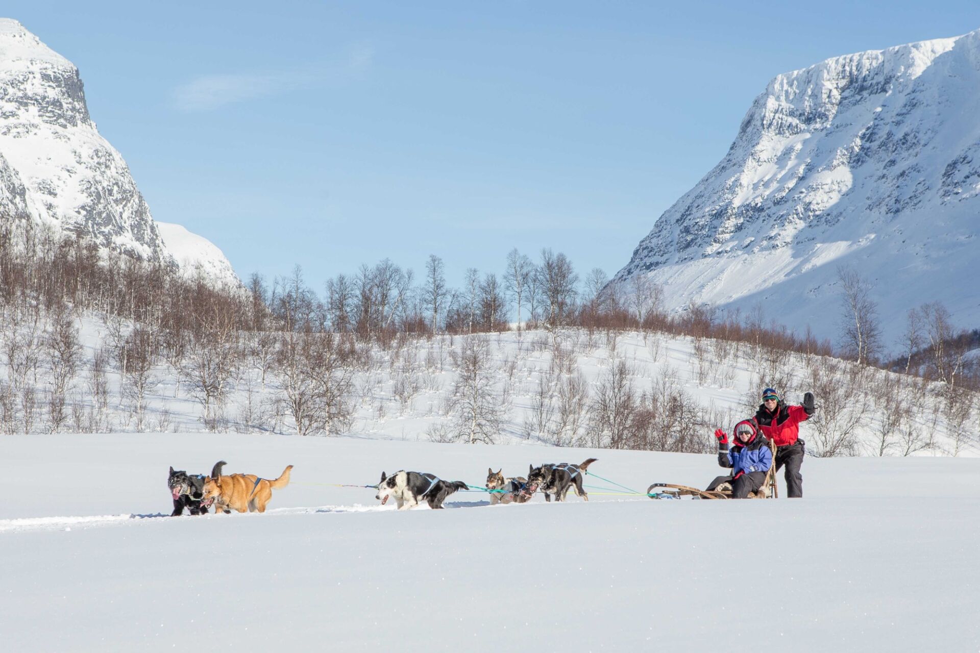 Dog Sledding Adventure Daytime - Excl. Transport | Norwegian Travel