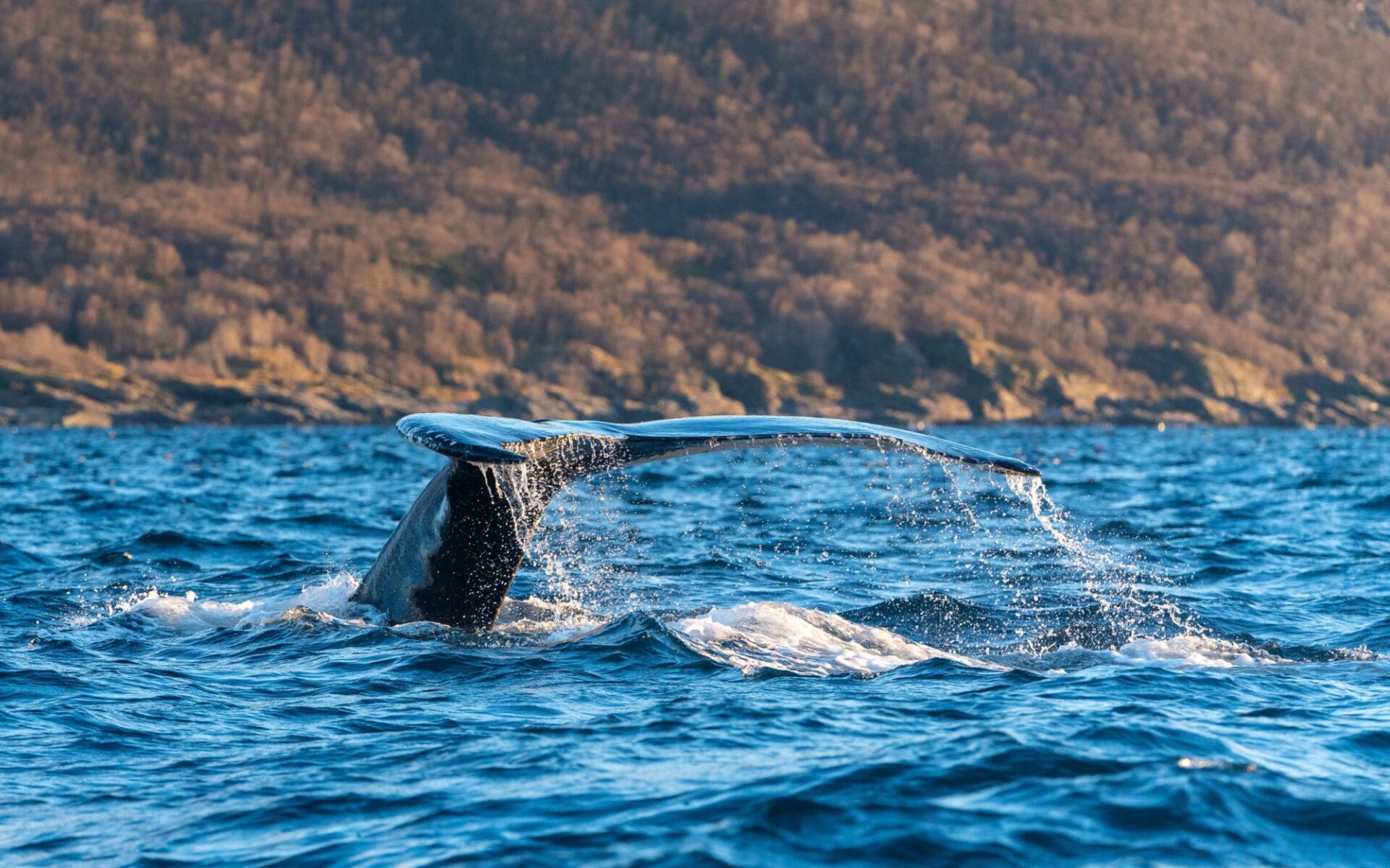 Whale Watching Safari on High-Speed Catamaran | Norwegian Travel
